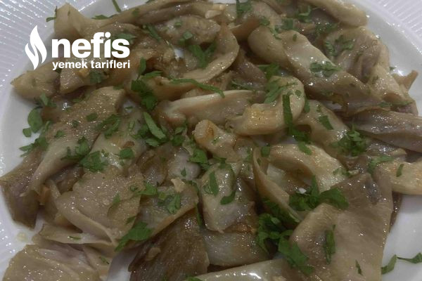 İstridye Mantarı - Hdabla